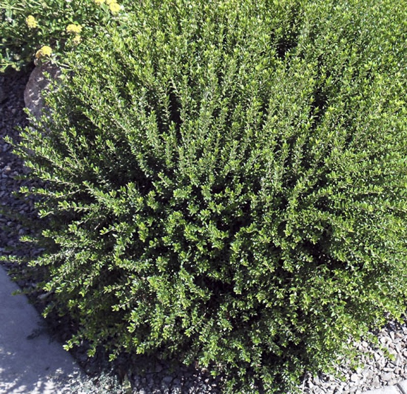 Myrte de Tarente - Myrtus communis subsp.tarentina - Le Jardin du Pic Vert