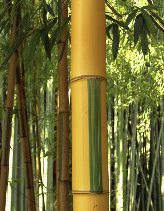Bambou à cannes jaunes - Phyllostachys vivax 'Aureocaulis' - Le Jardin ...