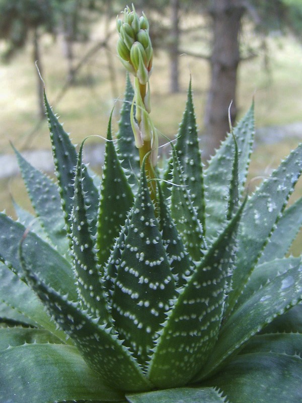 Aloe nain - Aloe aristata - Le Jardin du Pic Vert