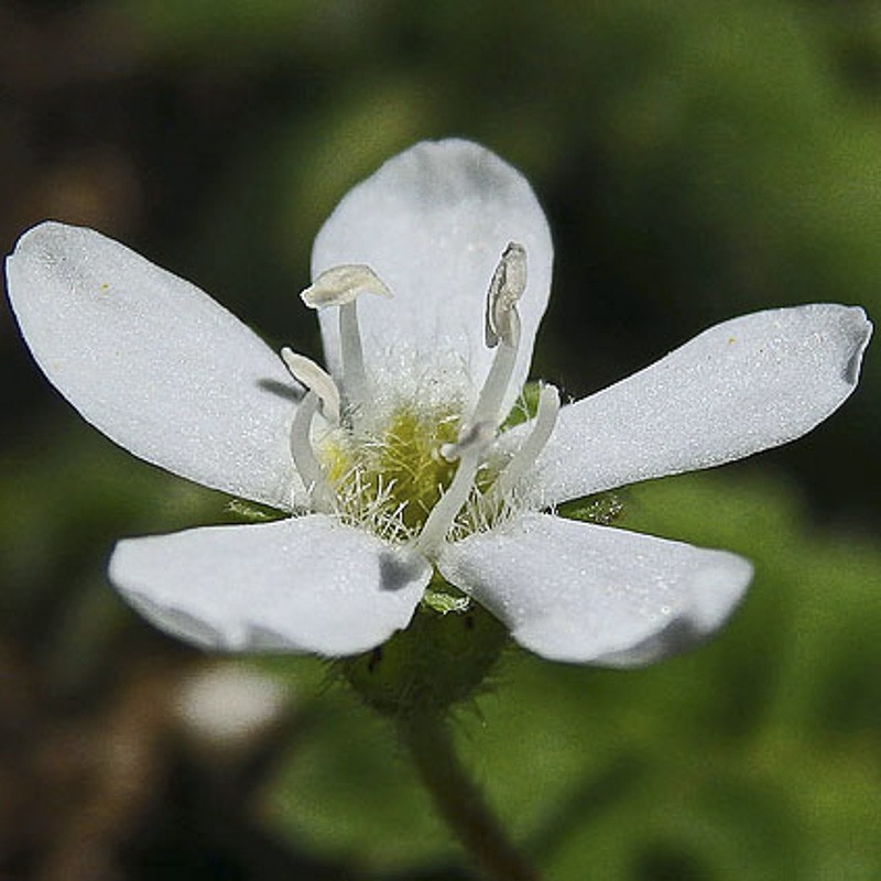 Ellisiophyllum pinnatum - Ellisiophyllum pinnatum - Le Jardin du Pic Vert
