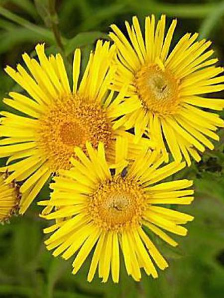 Aunée à feuilles récurvées - Inula ensifolia - Le Jardin du Pic Vert