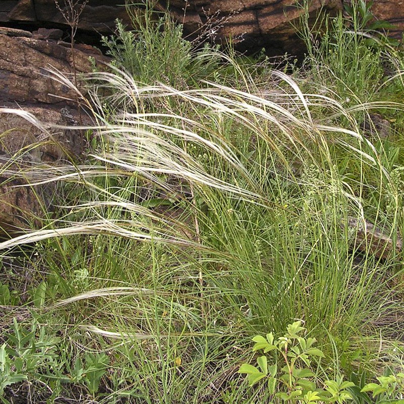 Stipe admirable - Stipa pulcherrima - Le Jardin du Pic Vert