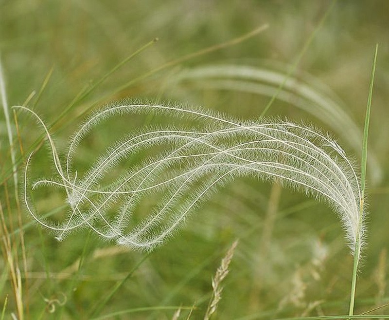Stipe admirable - Stipa pulcherrima - Le Jardin du Pic Vert