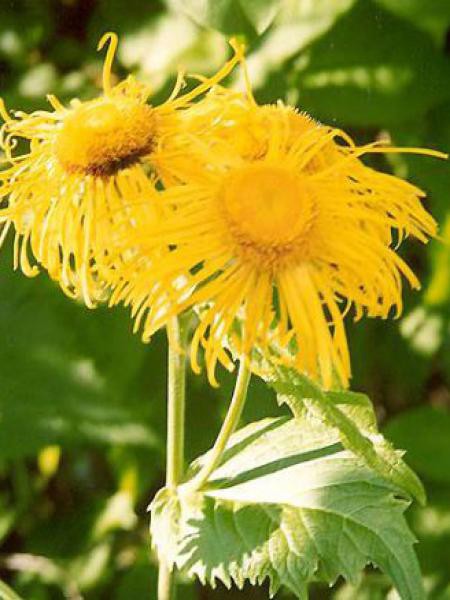 Aunée à feuilles récurvées - Inula ensifolia - Le Jardin du Pic Vert