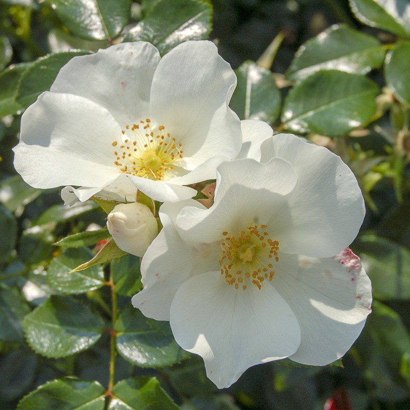 Rosier à massif 'Sans Contrainte Nectar Garden Escimo Korm - Rosa x ...