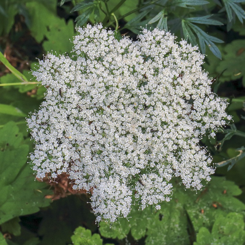 Persil de la Baltique - Cenolophium denudatum - Le Jardin du Pic Vert