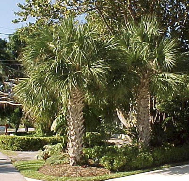 Choux palmiste, Palmetto - Sabal palmetto - Le Jardin du Pic Vert