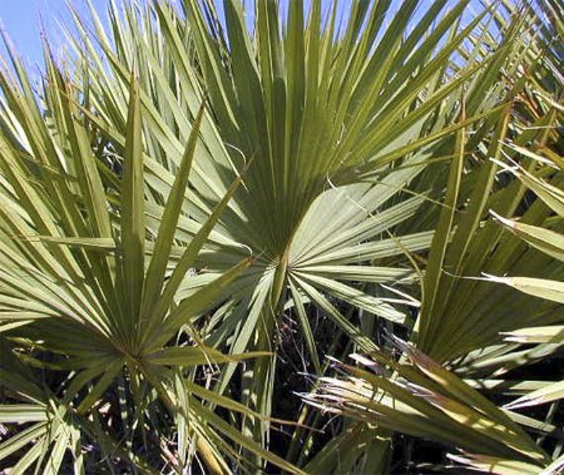 Choux palmiste, Palmetto - Sabal palmetto - Le Jardin du Pic Vert