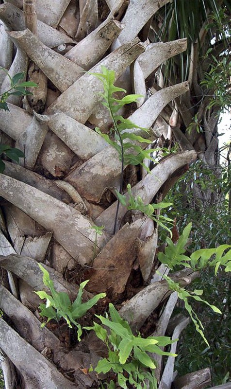 Choux palmiste, Palmetto - Sabal palmetto - Le Jardin du Pic Vert