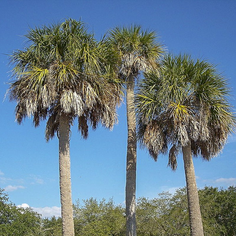Choux palmiste, Palmetto - Sabal palmetto - Le Jardin du Pic Vert