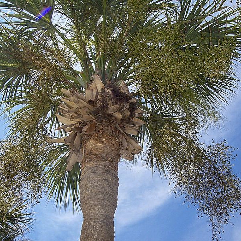 Choux palmiste, Palmetto - Sabal palmetto - Le Jardin du Pic Vert
