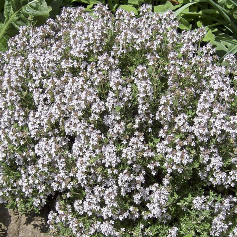 Thym orange - Thymus vulgaris 'Fragrantissimum' - Le Jardin du Pic Vert