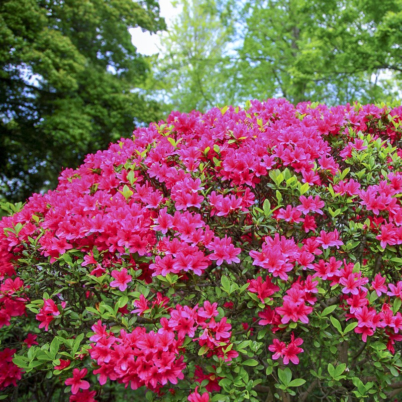 Azalée japonaise 'Vuycks Rosyred' - Azalea japonica 'Vuycks Rosyred ...
