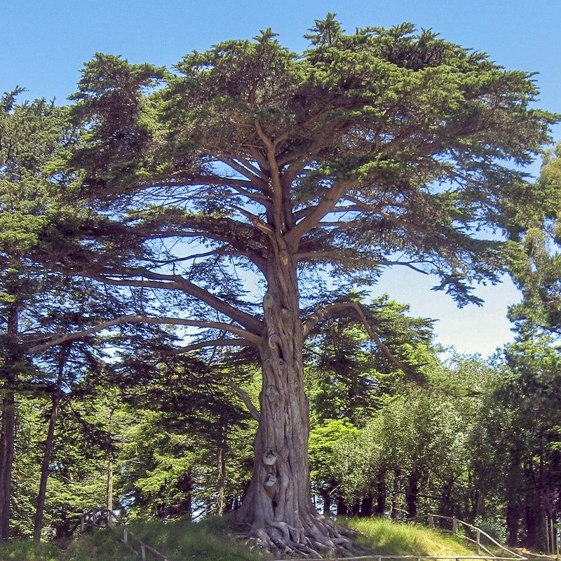 Cyprès de Monterey, Cyprès de Lambert - Cupressus macrocarpa - Le ...