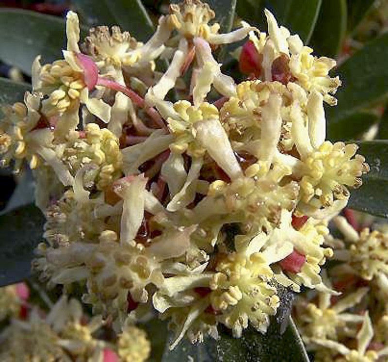 Poivre de Tasmanie - Drimys lanceolata - Le Jardin du Pic Vert