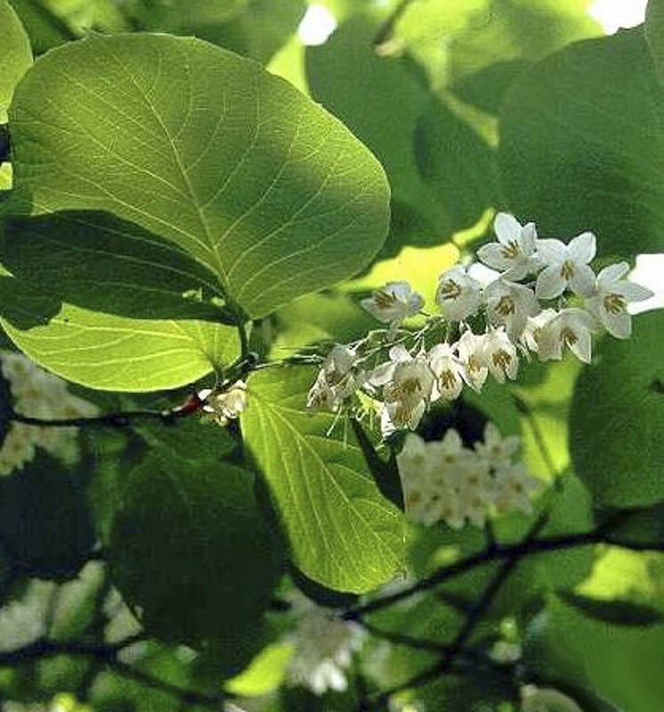 Styrax obassia - Styrax obassia - Le Jardin du Pic Vert
