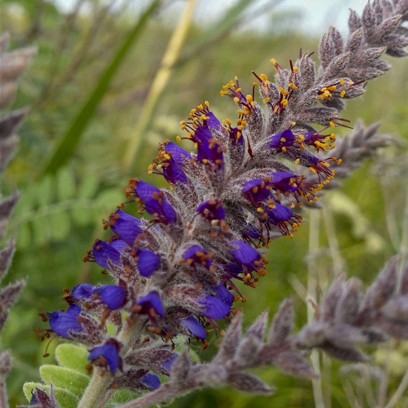 Faux Indigo canescens - Amorpha canescens - Le Jardin du Pic Vert