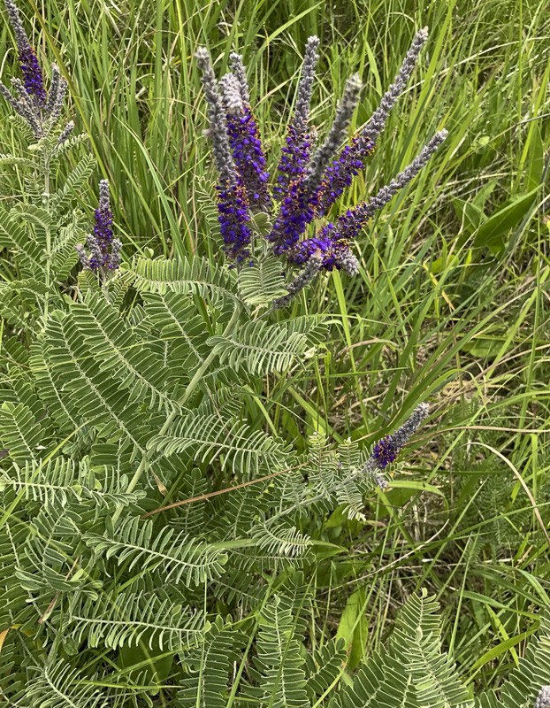 Faux Indigo canescens - Amorpha canescens - Le Jardin du Pic Vert