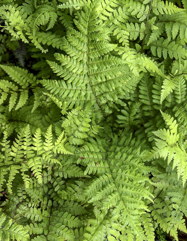 Fougère de Vidal - Athyrium vidalii - Le Jardin du Pic Vert