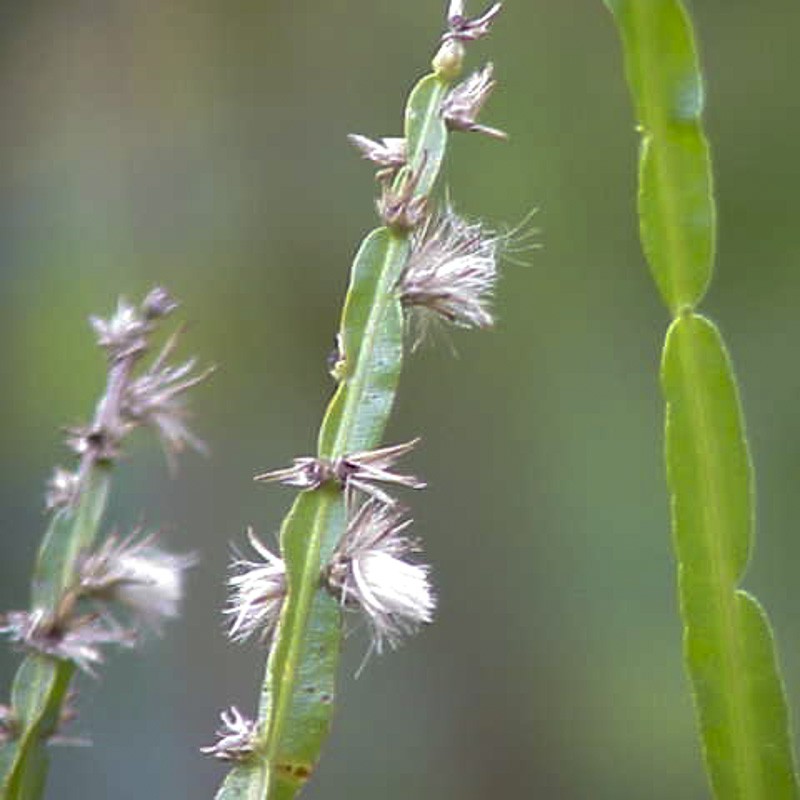 Carqueja - Baccharis genistelloides - Le Jardin du Pic Vert
