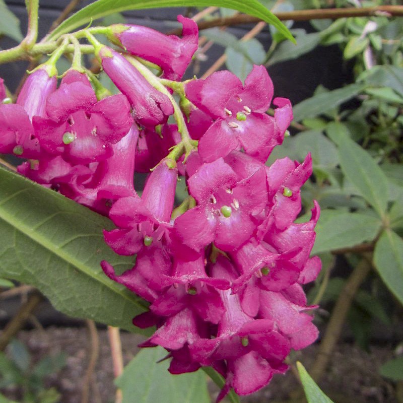 Arbre aux papillons colvilei - Buddleja colvilei - Le Jardin du Pic Vert