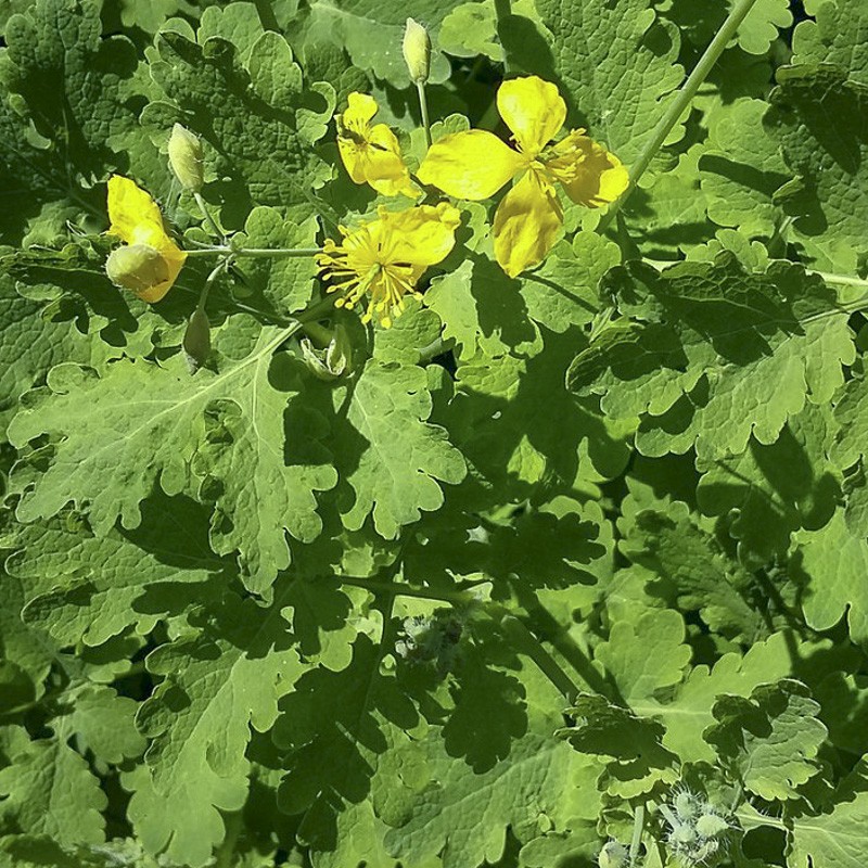 Chélidoine - Chelidonium majus - Le Jardin du Pic Vert