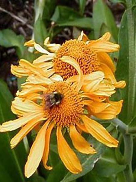 Hélénie de Hoopes - Helenium hoopesii - Le Jardin du Pic Vert