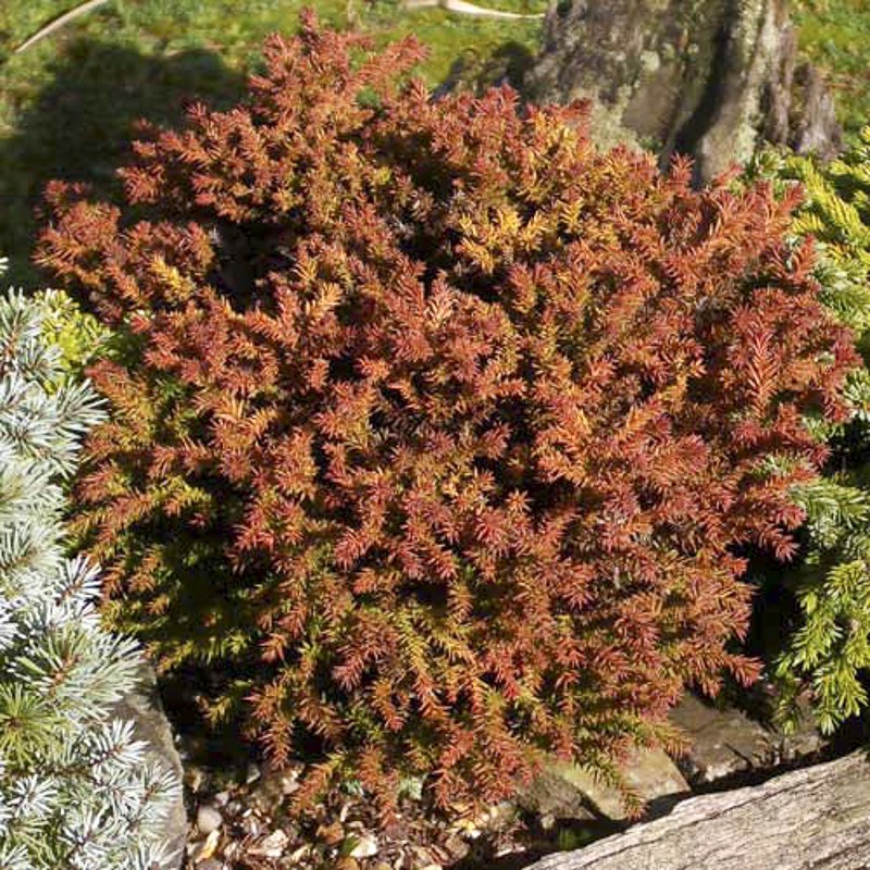 Cèdre du Japon - Cryptomeria japonica 'Compressa' - Le Jardin du Pic Vert