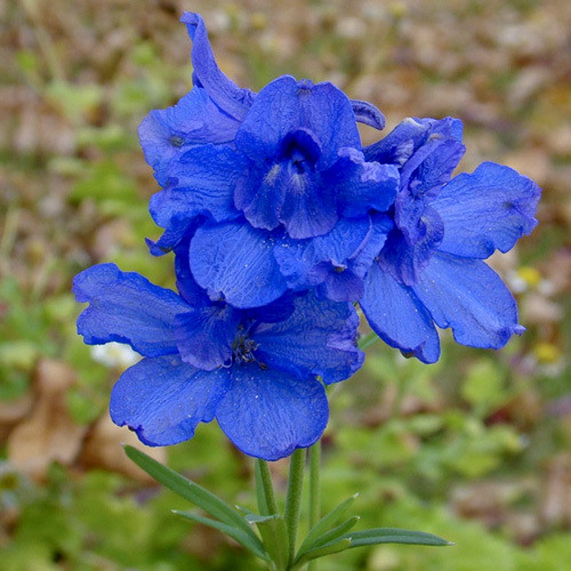 Pied d'alouette vivace de Chine - Delphinium grandiflorum - Le Jardin ...