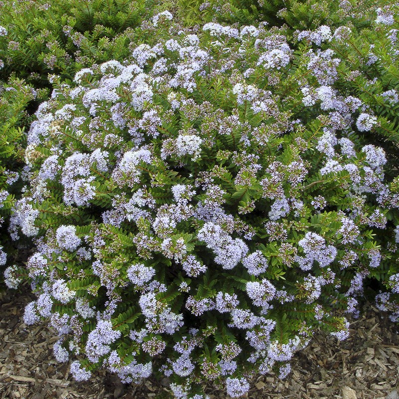 Hébé, Véronique arbustive diosmifolia - Hebe diosmifolia - Le Jardin du ...