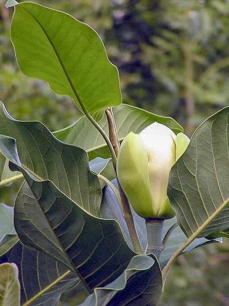 Magnolia delavayi - Magnolia delavayi - Le Jardin du Pic Vert