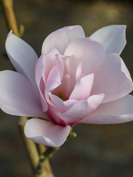 Magnolia 'Pink Beauty' - Magnolia denudata 'Pink Beauty' - Le Jardin du ...