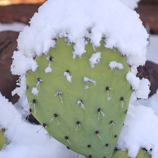 Cactus raquette 'Var. Rastrera' - Opuntia engelmannii 'Var. Rastrera ...