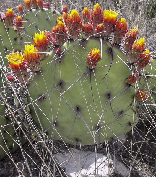 Cactus raquette 'Var. Rastrera' - Opuntia engelmannii 'Var. Rastrera ...