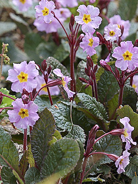 Primevère - Primula 'Guinevere' - Le Jardin du Pic Vert