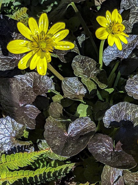 Ficaire pourpre - Ranunculus ficaria 'Brazen Hussy' - Le Jardin du Pic Vert