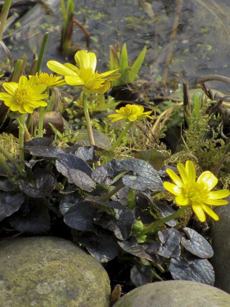 Ficaire pourpre - Ranunculus ficaria 'Brazen Hussy' - Le Jardin du Pic Vert