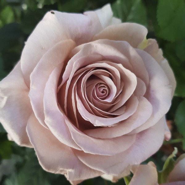 Rosier 'Mokarosa ' - Rosa x Thé moderne 'Mokarosa ' - Le Jardin du Pic Vert