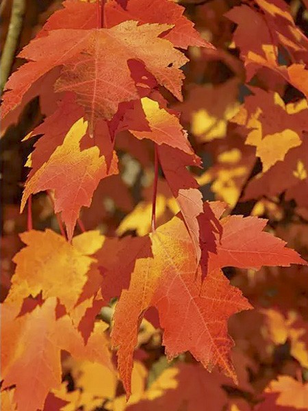 Érable rouge 'Armstrong' - Acer rubrum 'Armstrong' - Le Jardin du Pic Vert