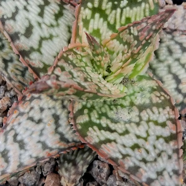 Aloe flocon de neige - Aloe rauhii 'Cleopatra' - Le Jardin du Pic Vert