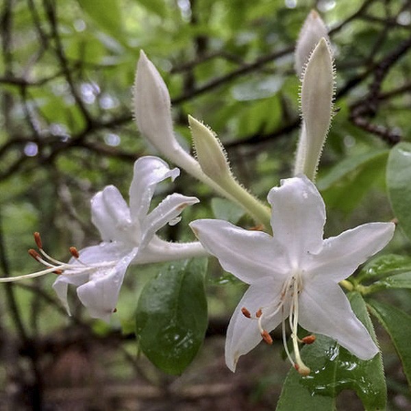 Azalée des marais, azalée viqueuse - Azalea x Mollis 'Viscosa' - Le ...
