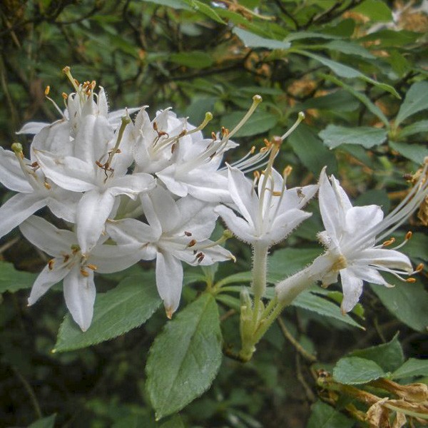 Azalée des marais, azalée viqueuse - Azalea x Mollis 'Viscosa' - Le ...