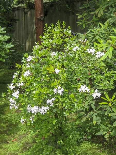 Azalée des marais, azalée viqueuse - Azalea x Mollis 'Viscosa' - Le ...