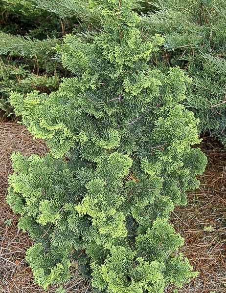 Cyprès hinoki du Japon 'Contorta' - Chamaecyparis obtusa 'Contorta ...
