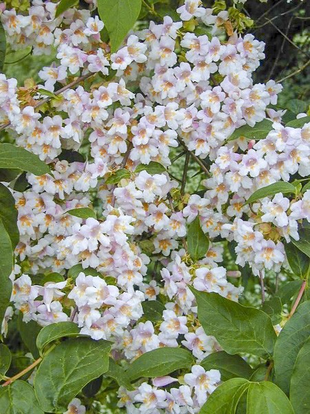 Dipelta floribunda - Dipelta floribunda - Le Jardin du Pic Vert