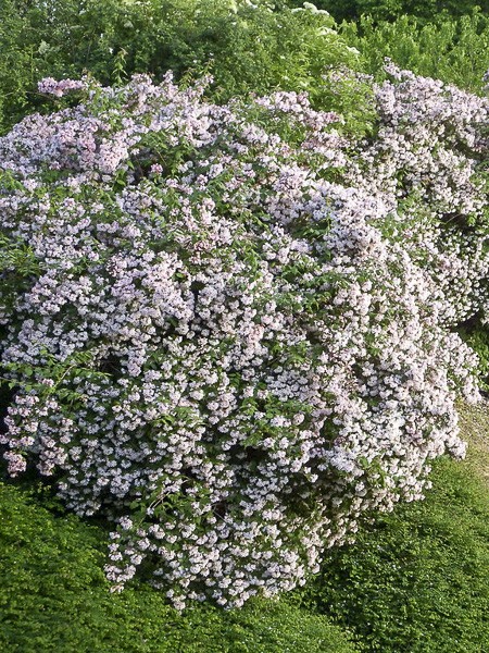Dipelta floribunda - Dipelta floribunda - Le Jardin du Pic Vert