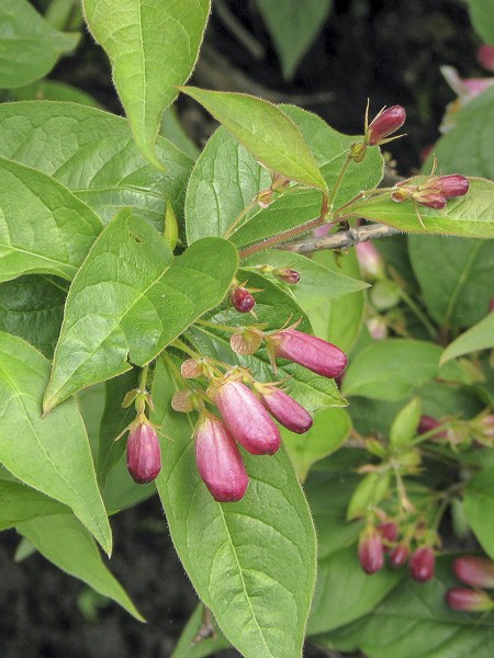 Dipelta floribunda - Dipelta ventricosa - Le Jardin du Pic Vert