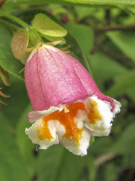 Dipelta floribunda - Dipelta ventricosa - Le Jardin du Pic Vert