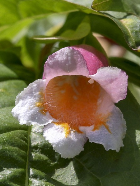 Dipelta floribunda - Dipelta ventricosa - Le Jardin du Pic Vert