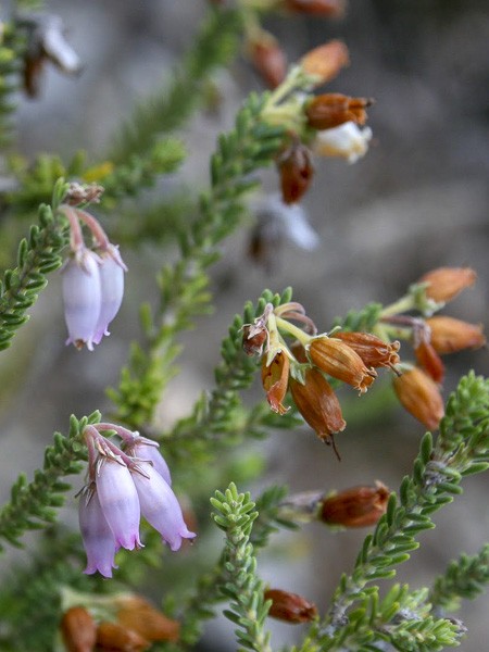 Bruyère de Corse - Erica terminalis - Le Jardin du Pic Vert